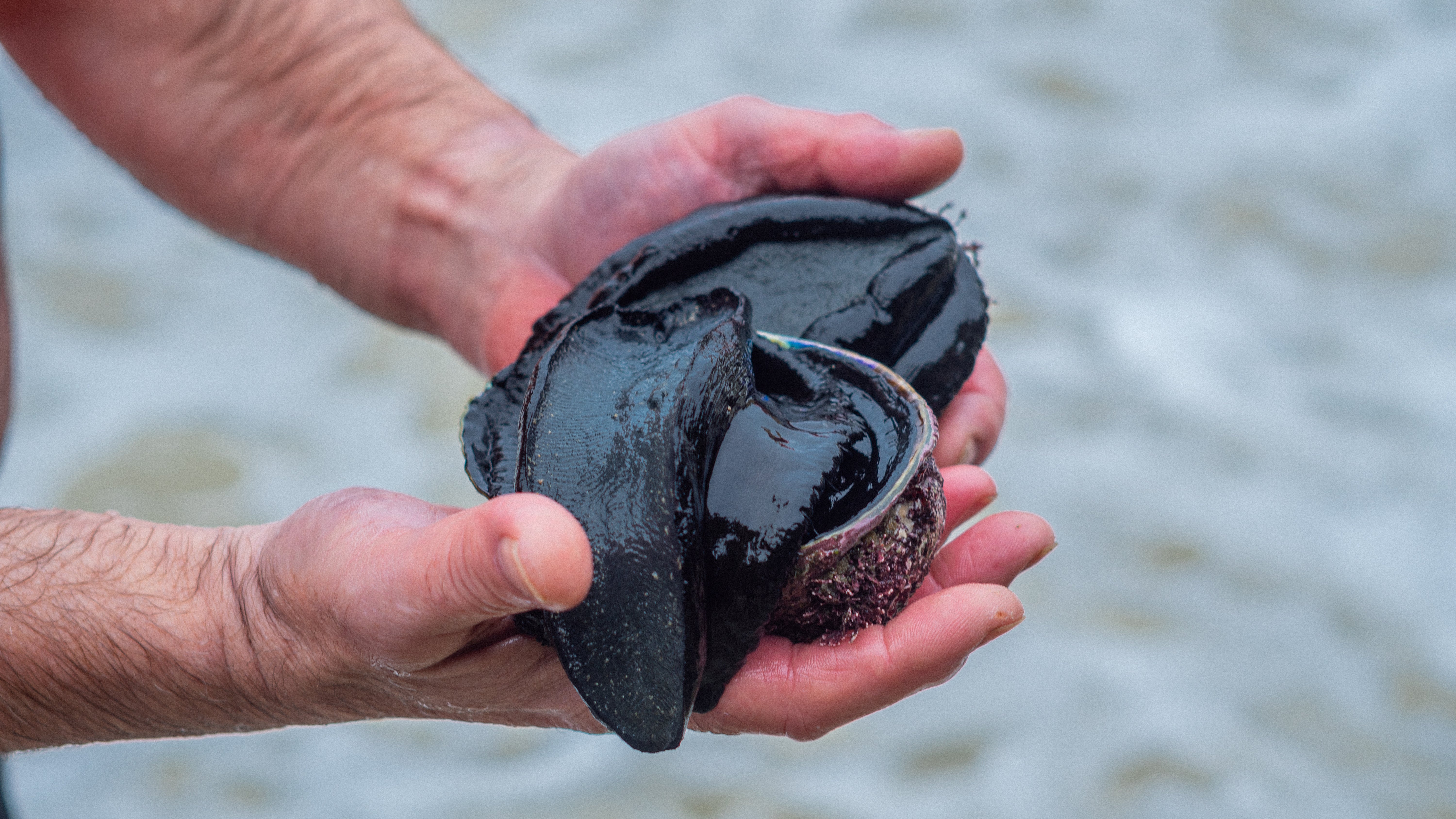 Are paua endangered? Why They Need Our Help Now – Arapawa