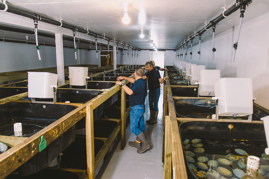 Why New Zealand Needs More Paua Farms: Lessons from Arapawa Blue Pearl